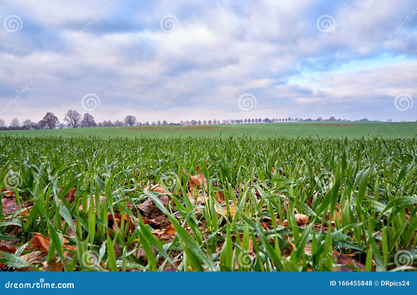 Field of Grass with an Avenue of Trees and a Dramatic Sky in the ...