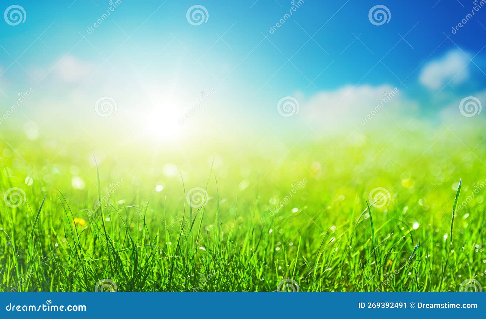 Field of Grass Background with Blurred Bokeh and Sun Stock Image ...