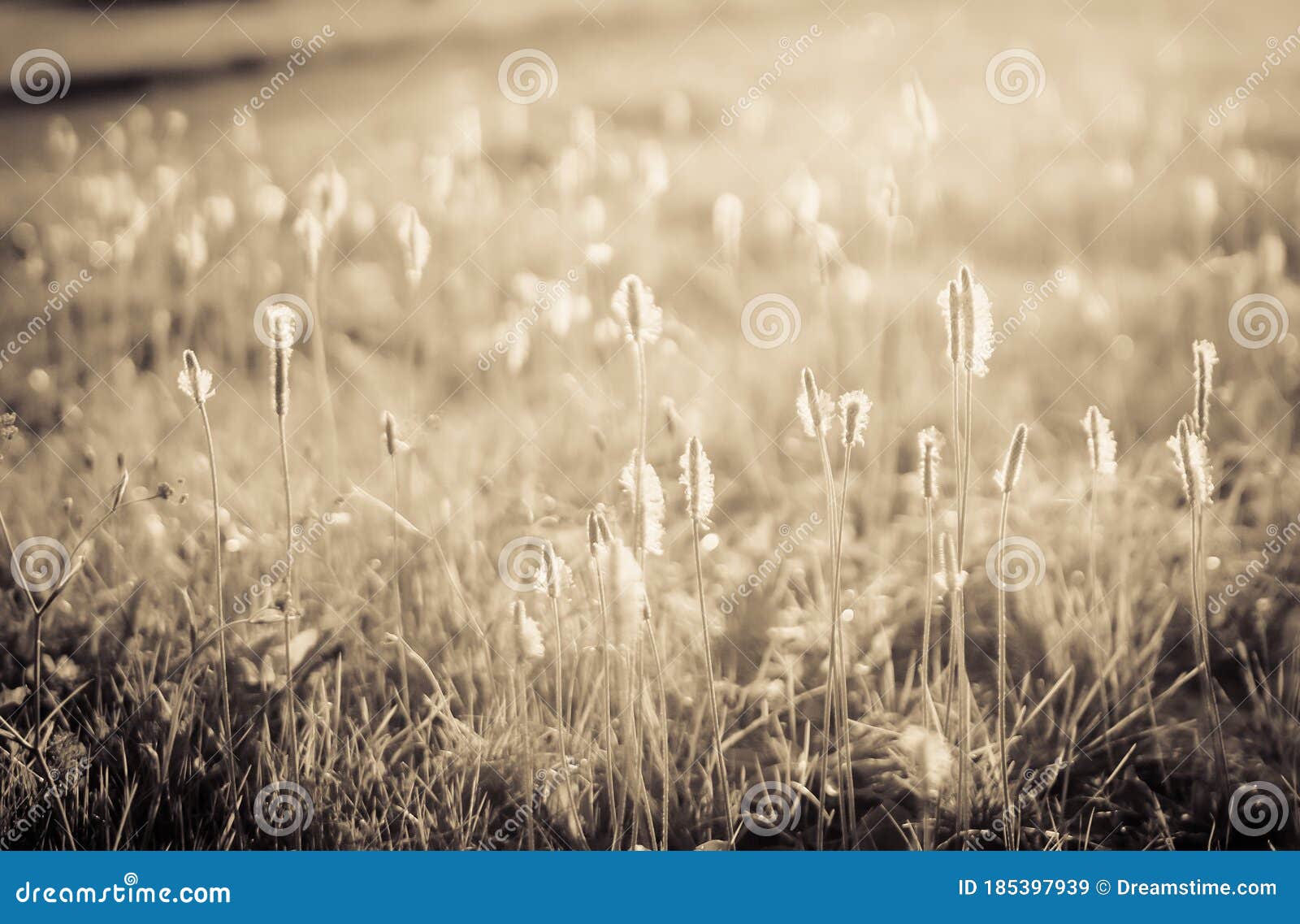 Field of Grass Black and White Stock Image - Image of grassland, sunset ...
