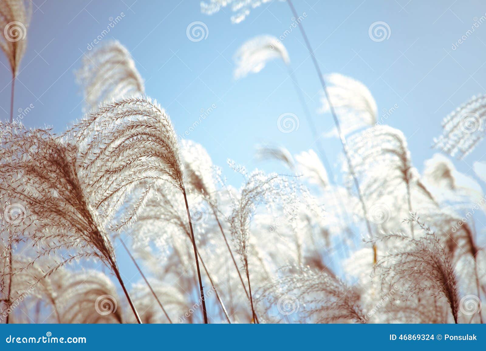 Field Grass Blowing in the Wind Stock Photo - Image of glade, meadow ...