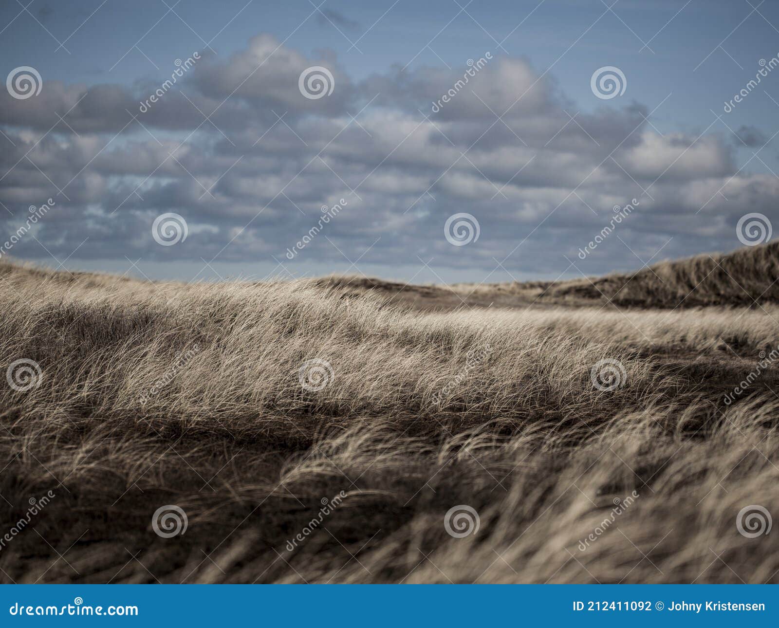 A Field of Grass Bushes on the Beach Stock Photo - Image of green ...