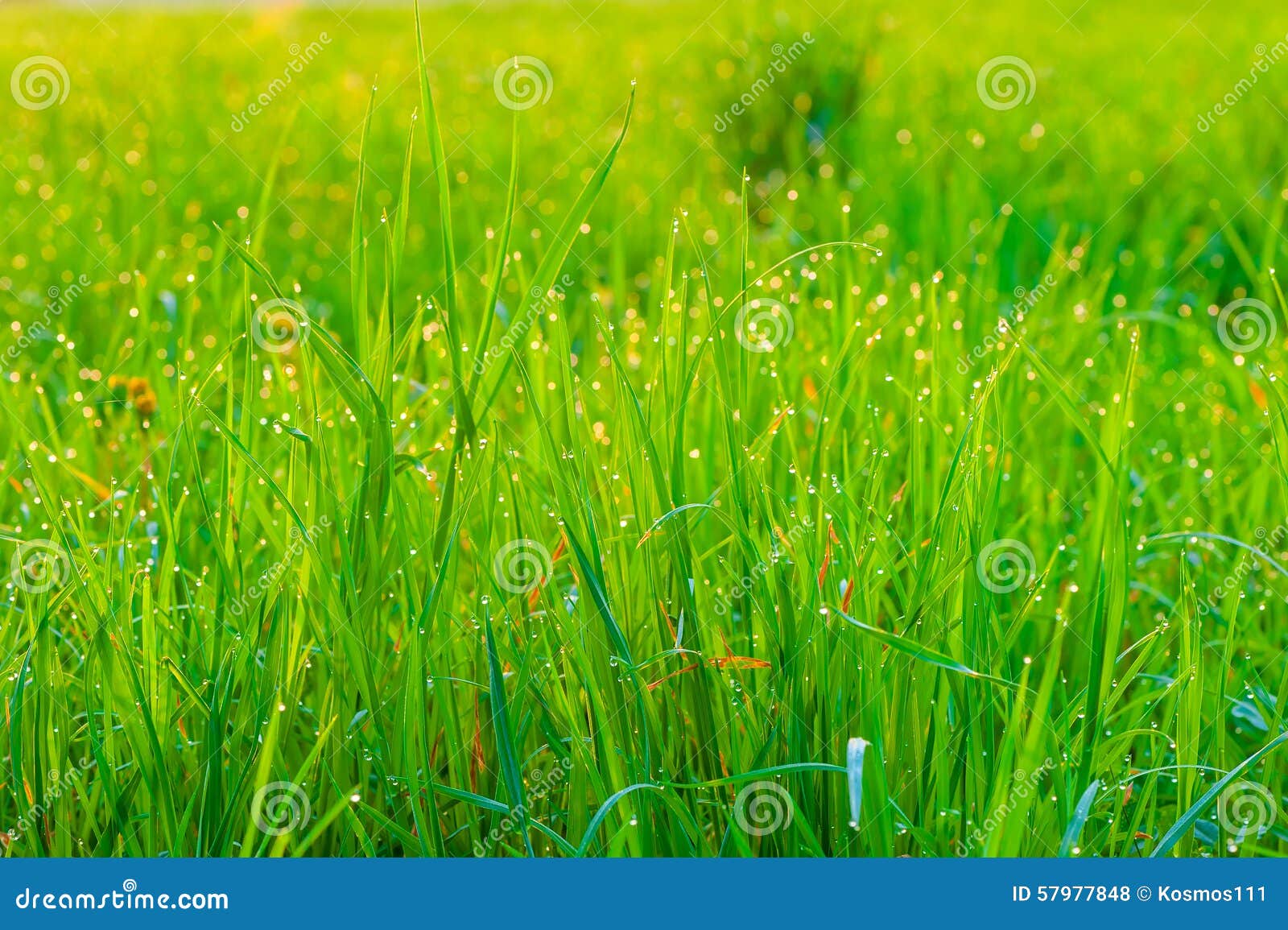 Field of Grass with Dew Closeup Stock Photo - Image of freshness ...