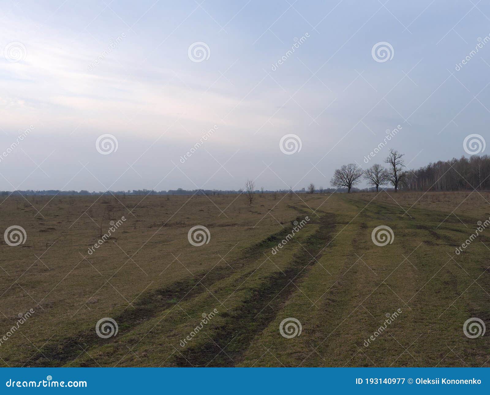 Field Grass in Early March in the Evening. a Small Grove in the ...