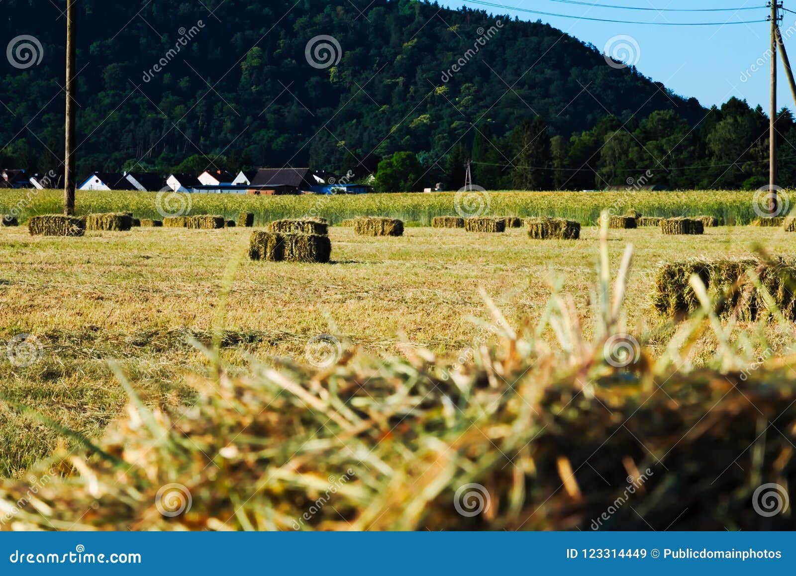 Field, Grass, Farm, Agriculture Picture. Image: 123314449