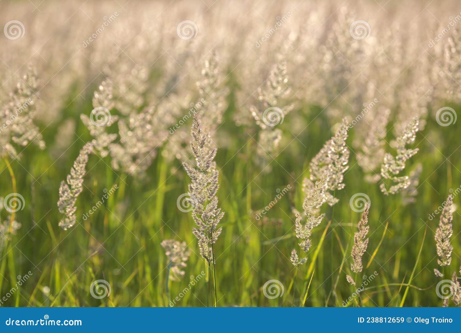 Field Grass and Flowers in Backlight. Nature and Floral Botany Stock ...