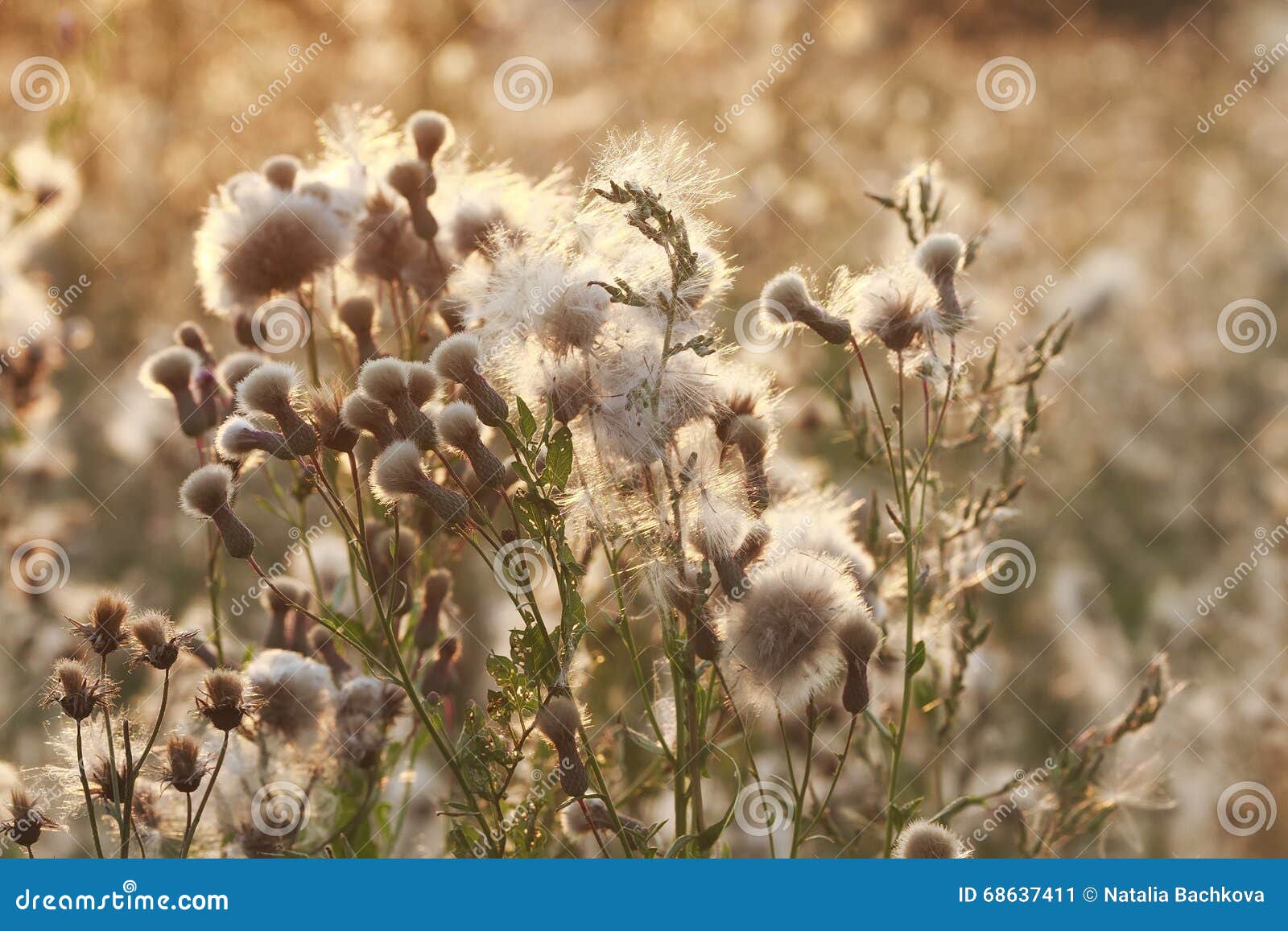 A Field of Grass with Fluffy White and Soft Seeds Stock Image - Image ...