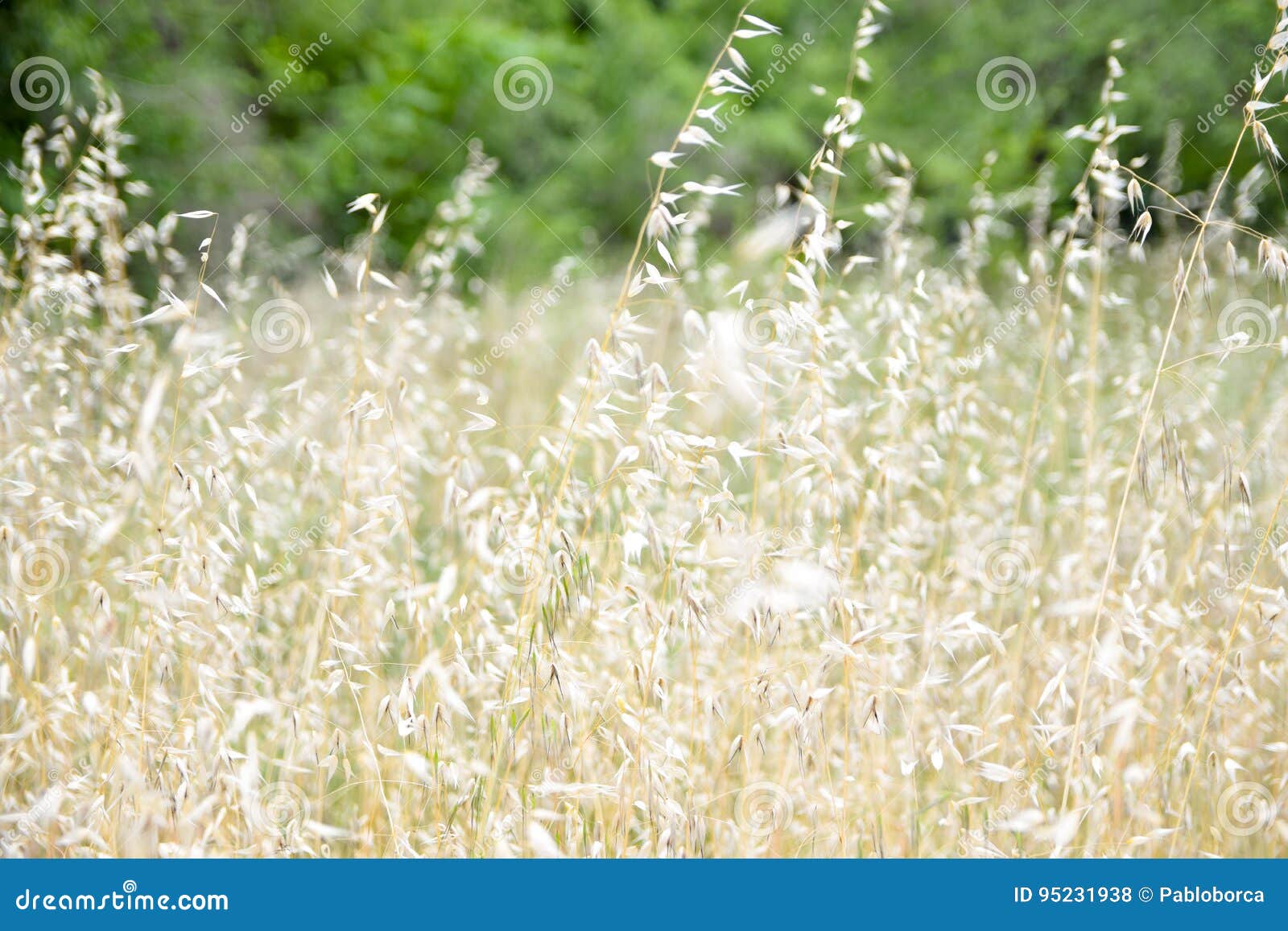 Field of grass stock photo. Image of fresh, environment - 95231938