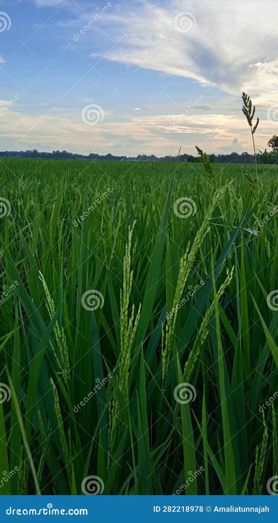 Field Grass Greening Magic Hours Stock Photo - Image of hours, grass ...