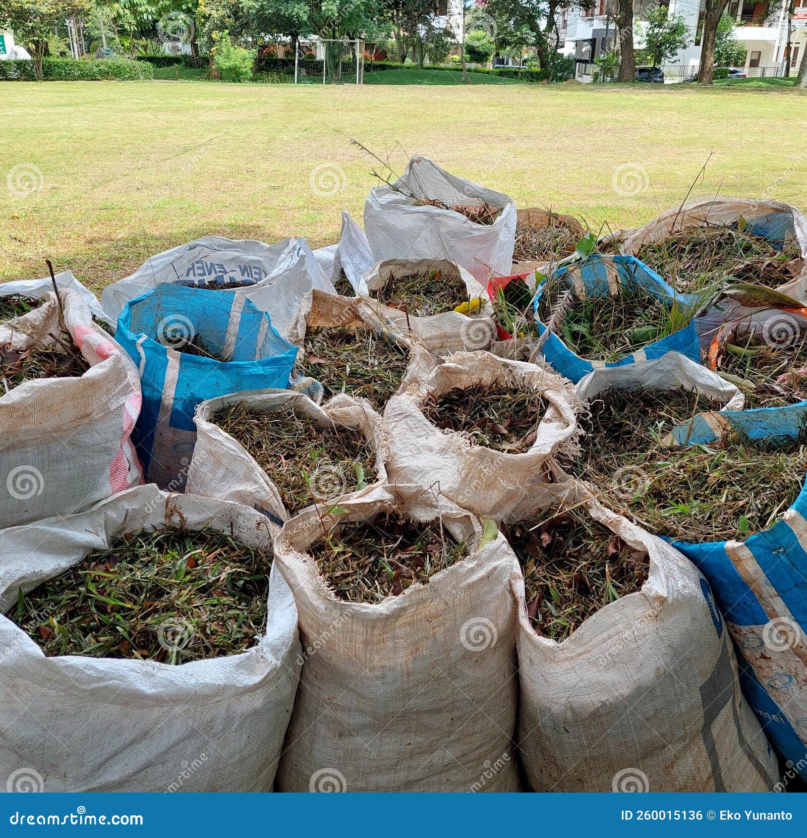 Field Grass that Has Been Cut and Collected in Sacks Stock Photo ...