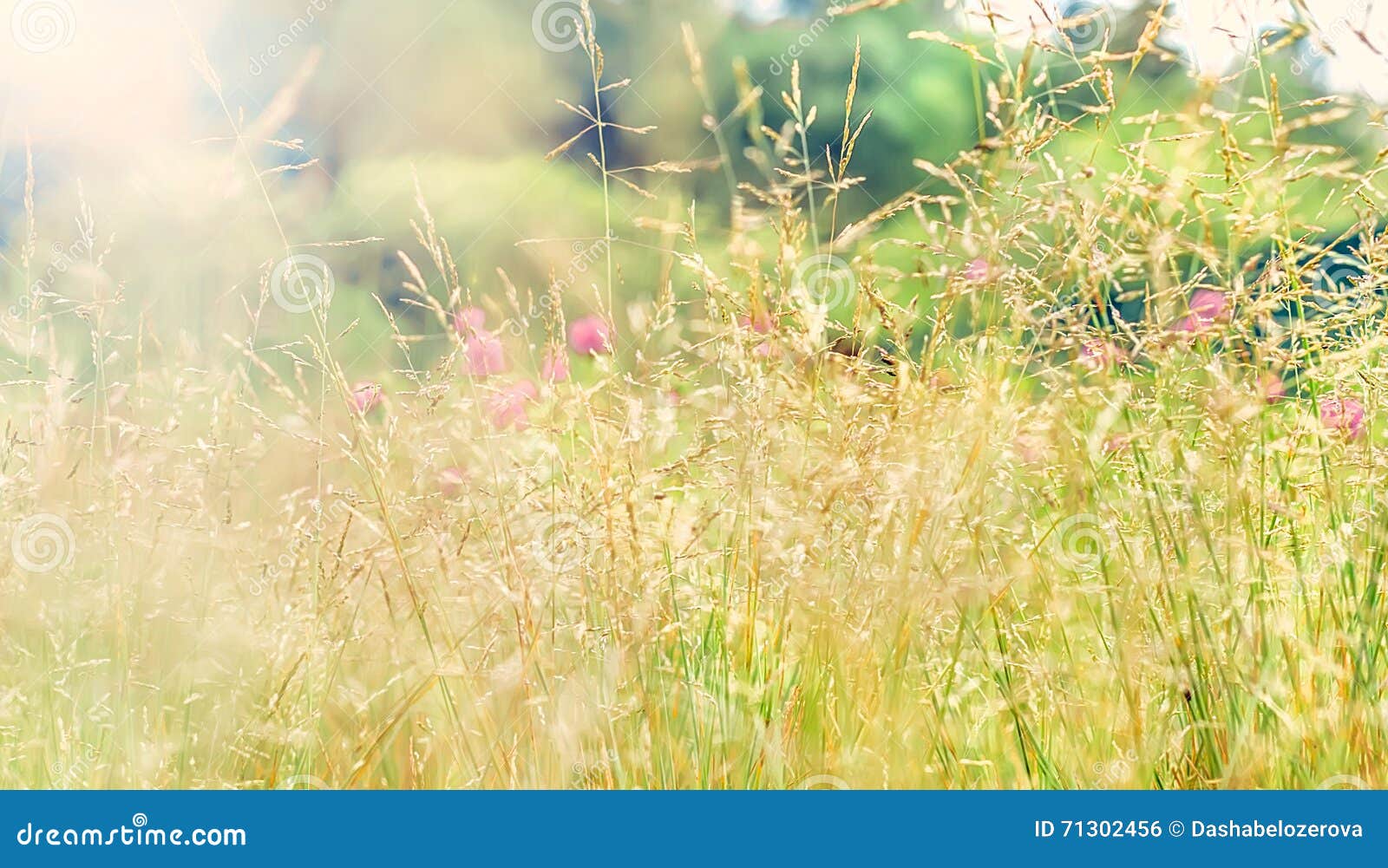 Field grass in june stock photo. Image of time, weather - 71302456