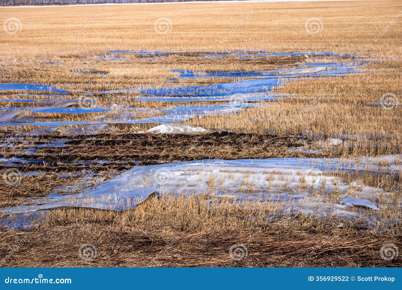 Puddle Of Mud With Water And Tire Tracks On The Ground Royalty-Free ...