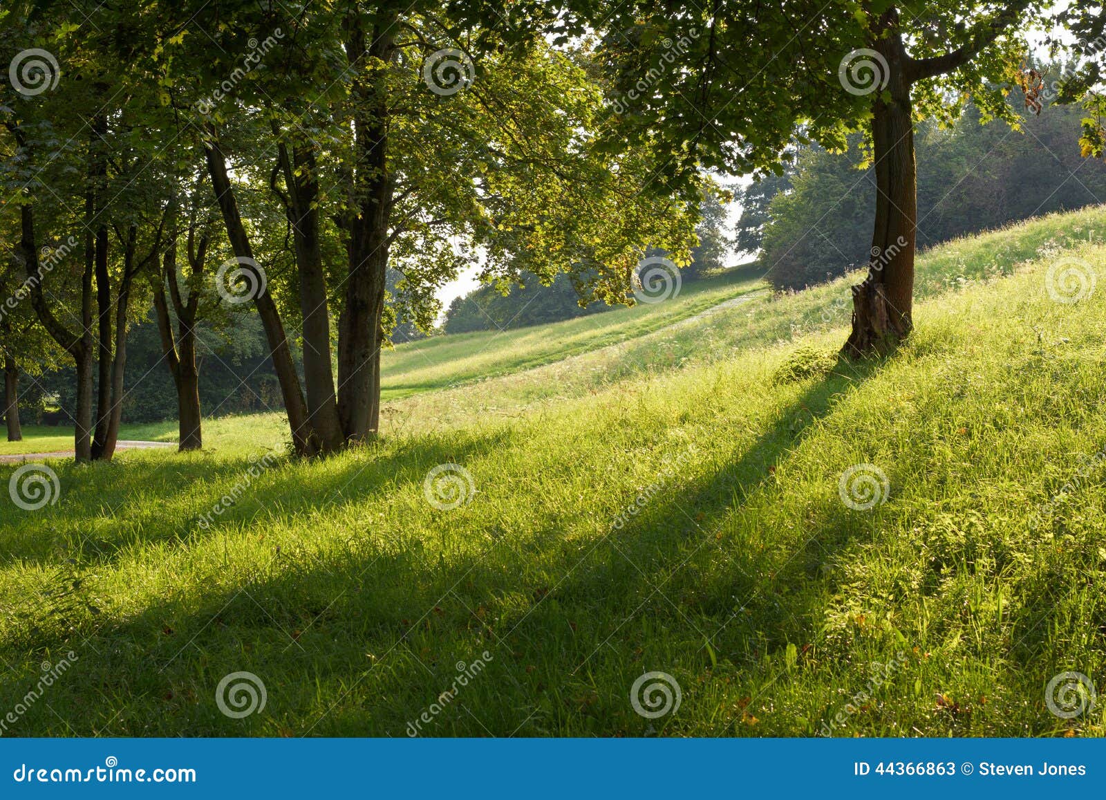Field of Grass with Low Sun Stock Image - Image of back, scenery: 44366863