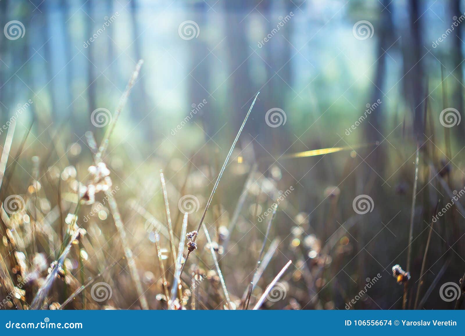 Field grass in the morning stock photo. Image of crystal - 106556674