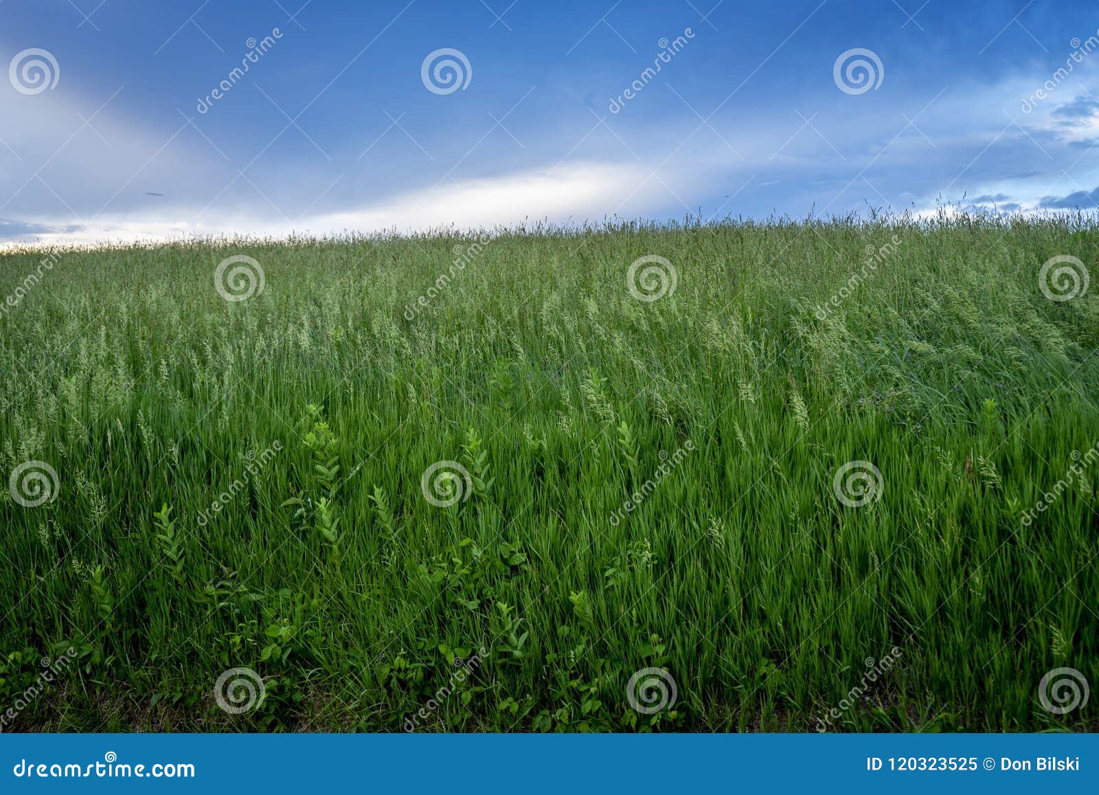 Field Grass Hillside Stock Images - Download 10,438 Photos