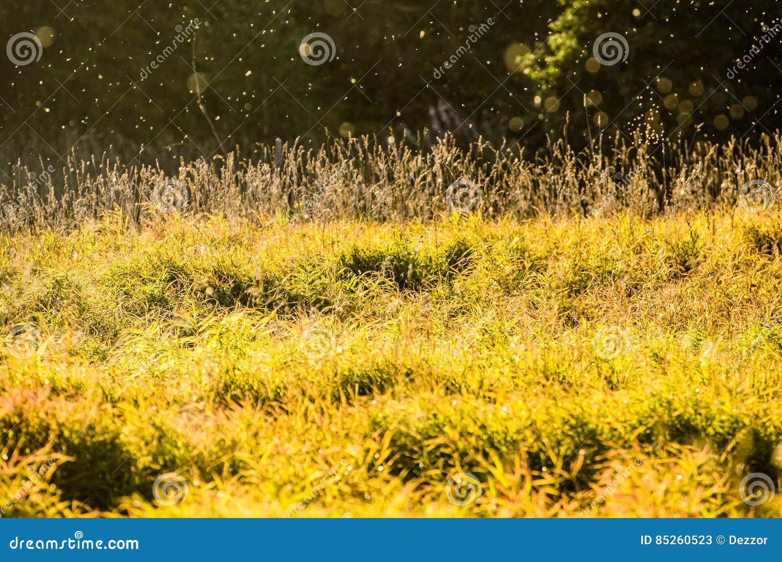 Field Grass Overgrown Flowers Summer Sun Light Stock Image - Image of ...