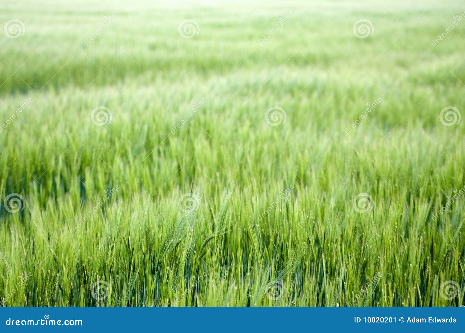 Field of Grass with Short Depth of Field Stock Image - Image of ...