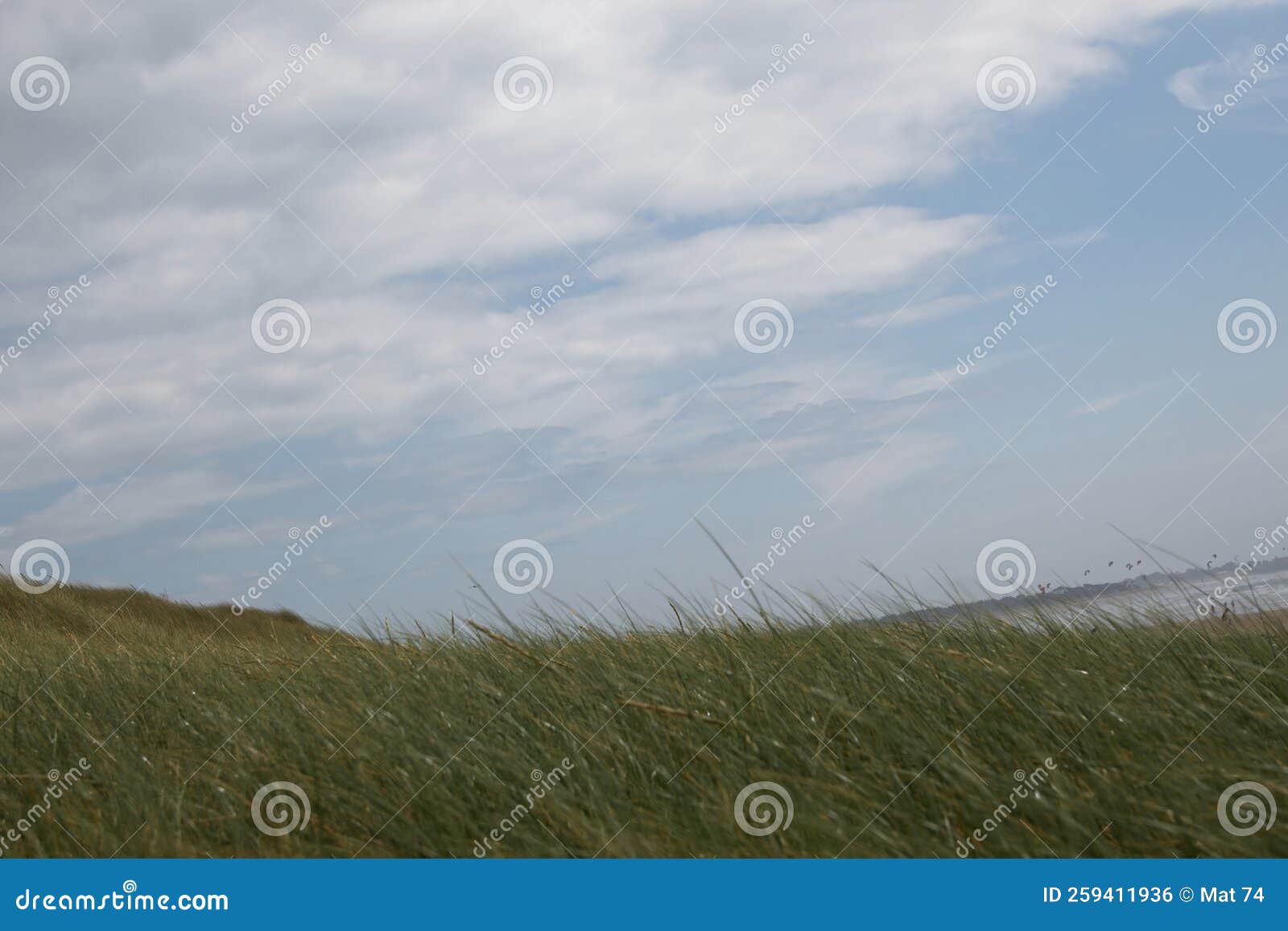 Field of grass and sky stock photo. Image of scenic - 259411936