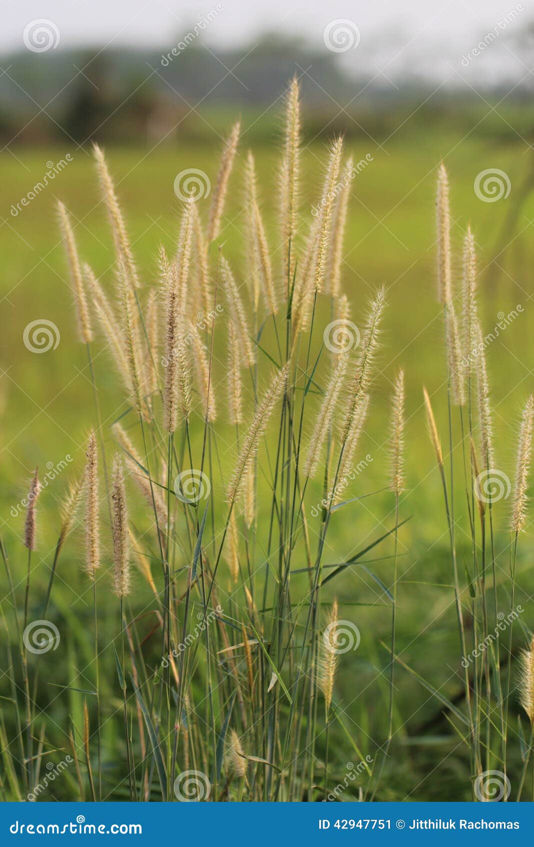 Field of grass stock image. Image of sunny, outdoor, countryside - 42947751