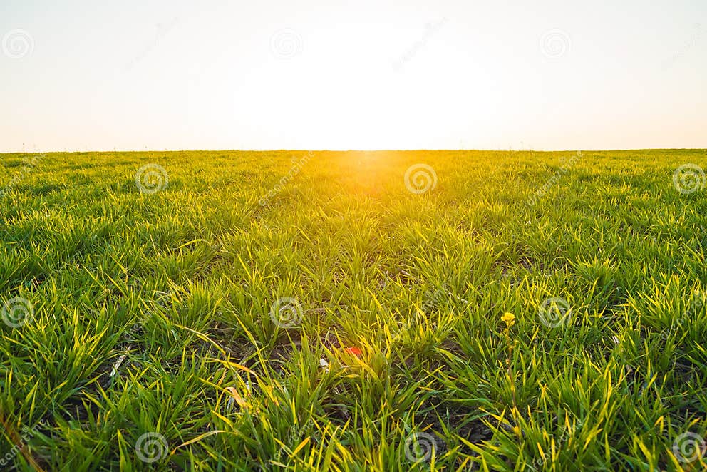 Field of grass and sun stock image. Image of beautiful - 180430959
