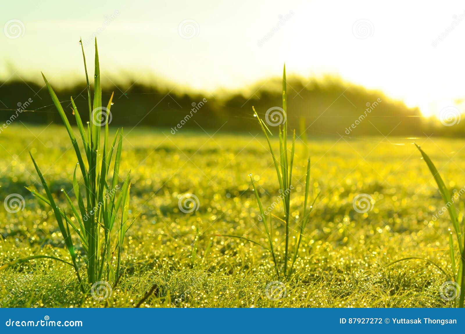 Field of Grass and Sun in Morning Stock Photo - Image of garden, plant ...
