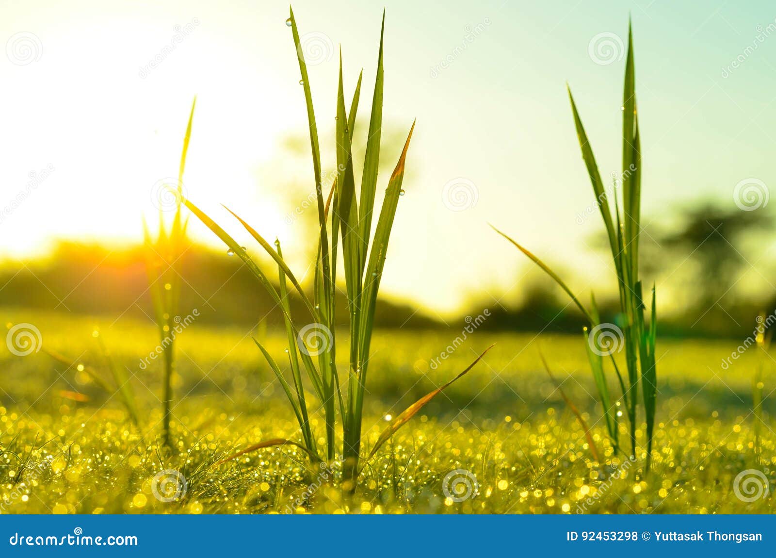 Field of Grass and Sun in Morning. Stock Photo - Image of floral, scene ...