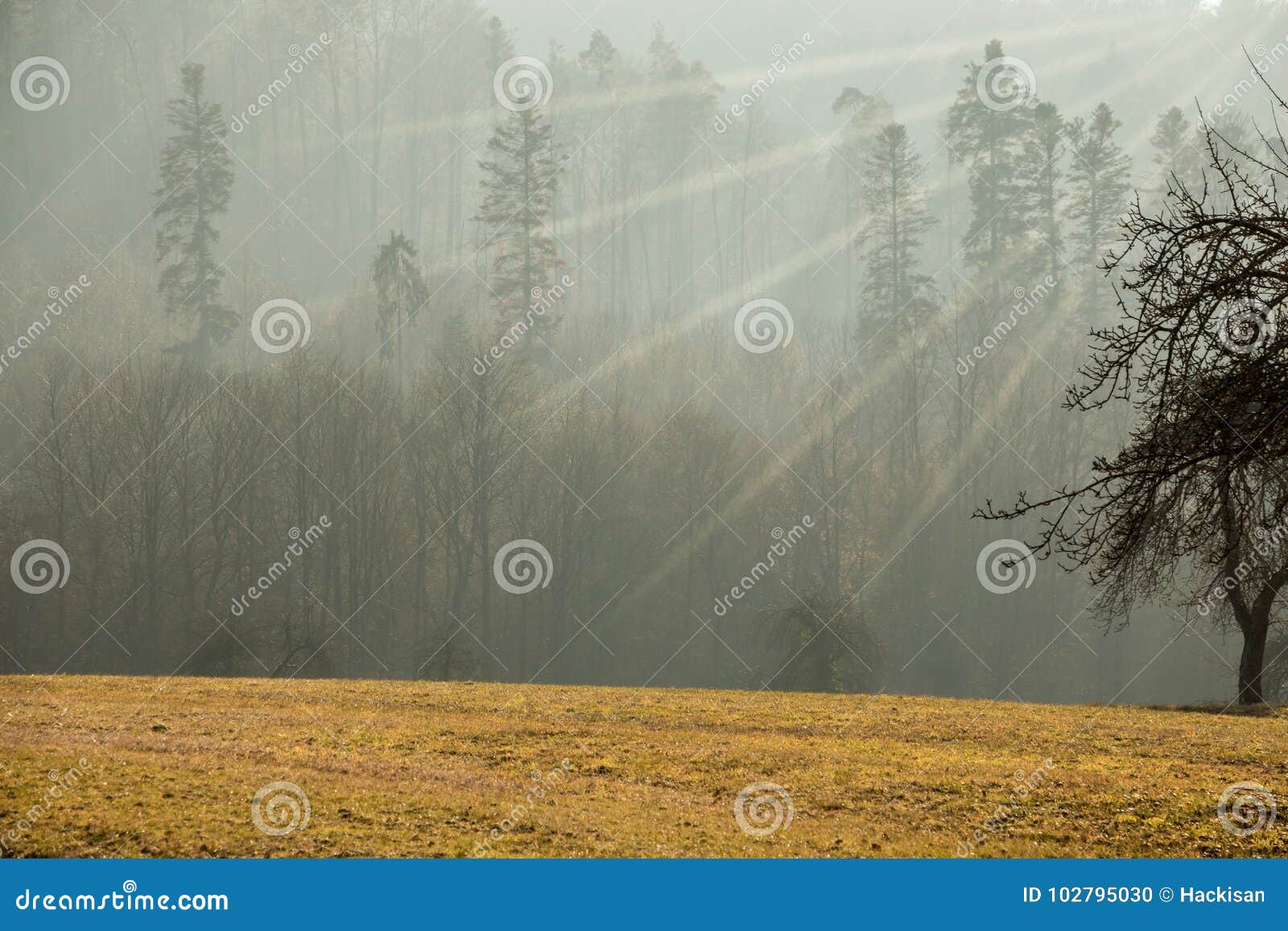 Field, forest and the sun stock photo. Image of colorful - 102795030