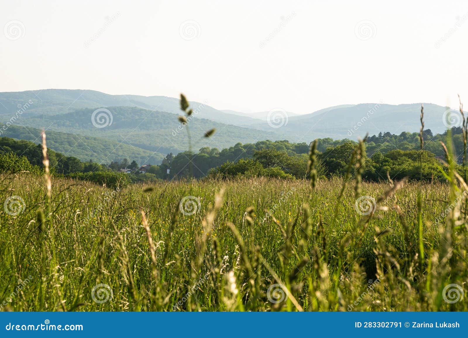 Field Grass, Trees and Mountains in the Distance in Summer. Stock Image ...