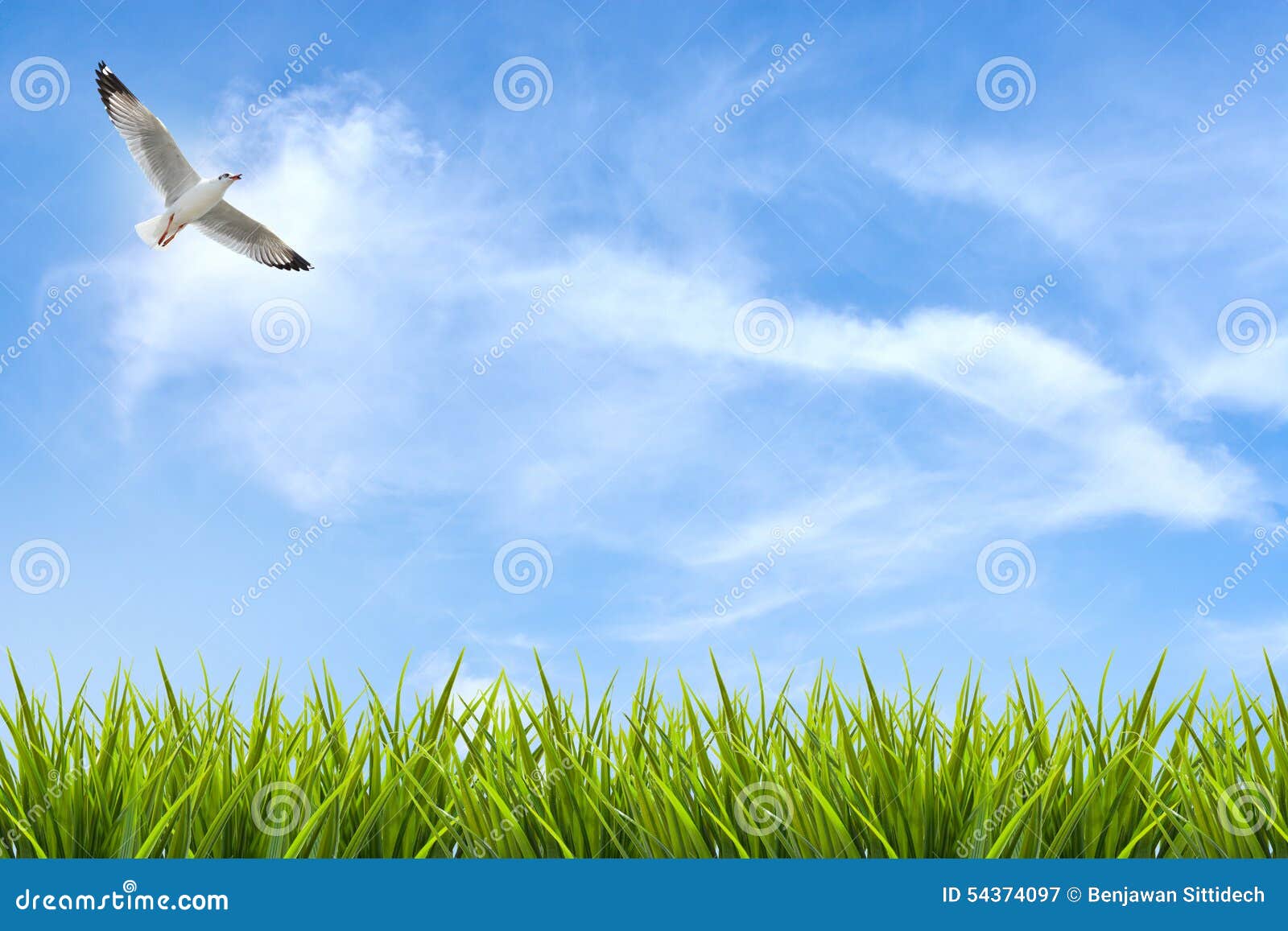 Field of Grass Under Sky and Flying Bird Stock Image - Image of lush ...