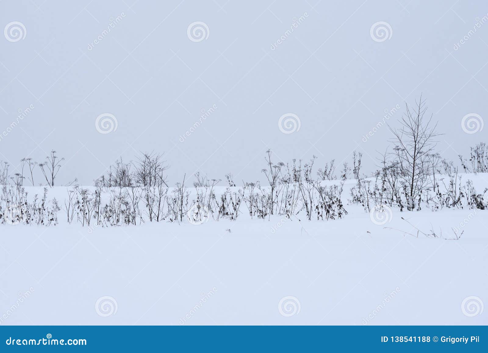 Field grass in winter stock photo. Image of sadness - 138541188