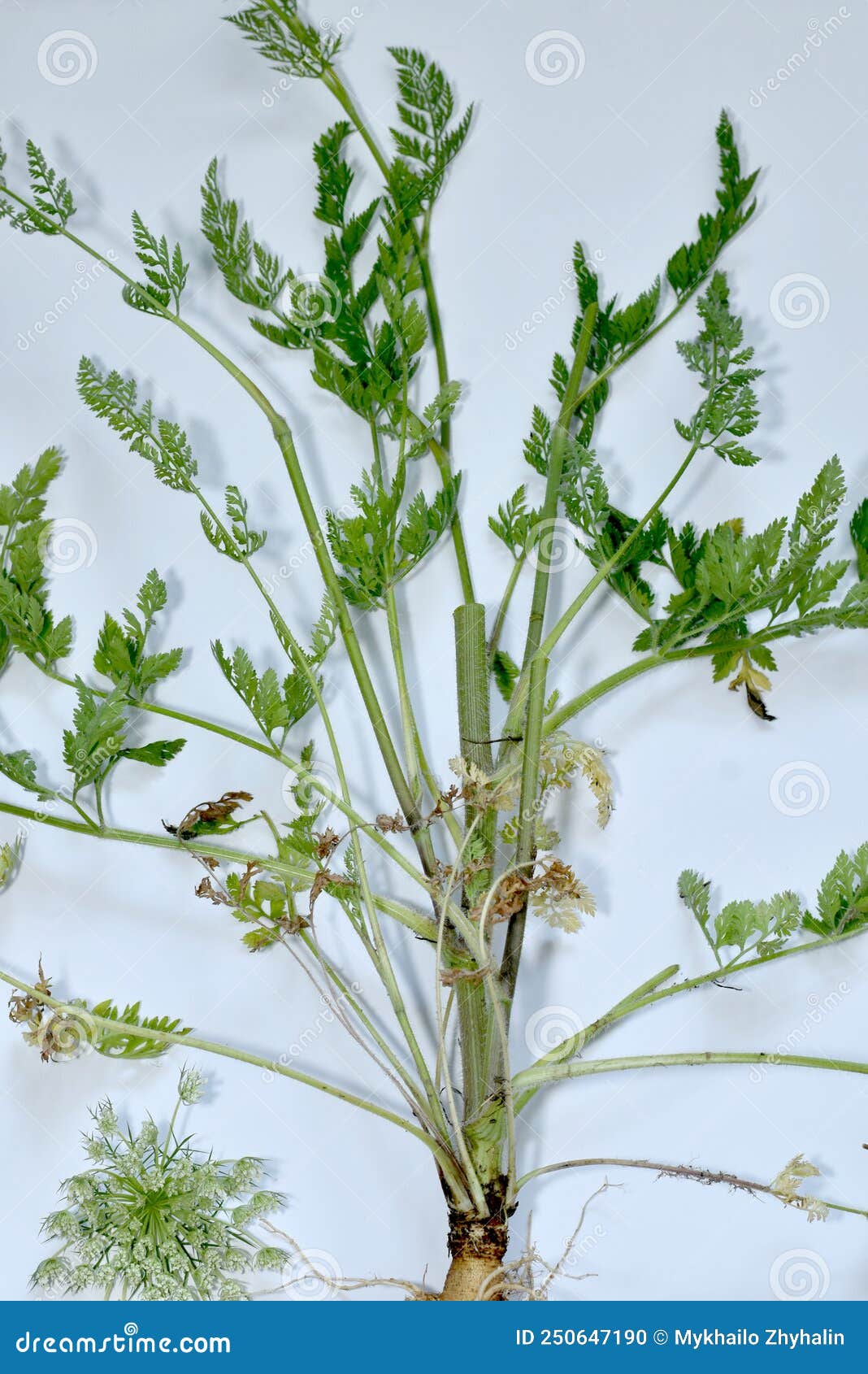 Field Grass Yarrow, Root System and Leaves. Stock Photo - Image of ...