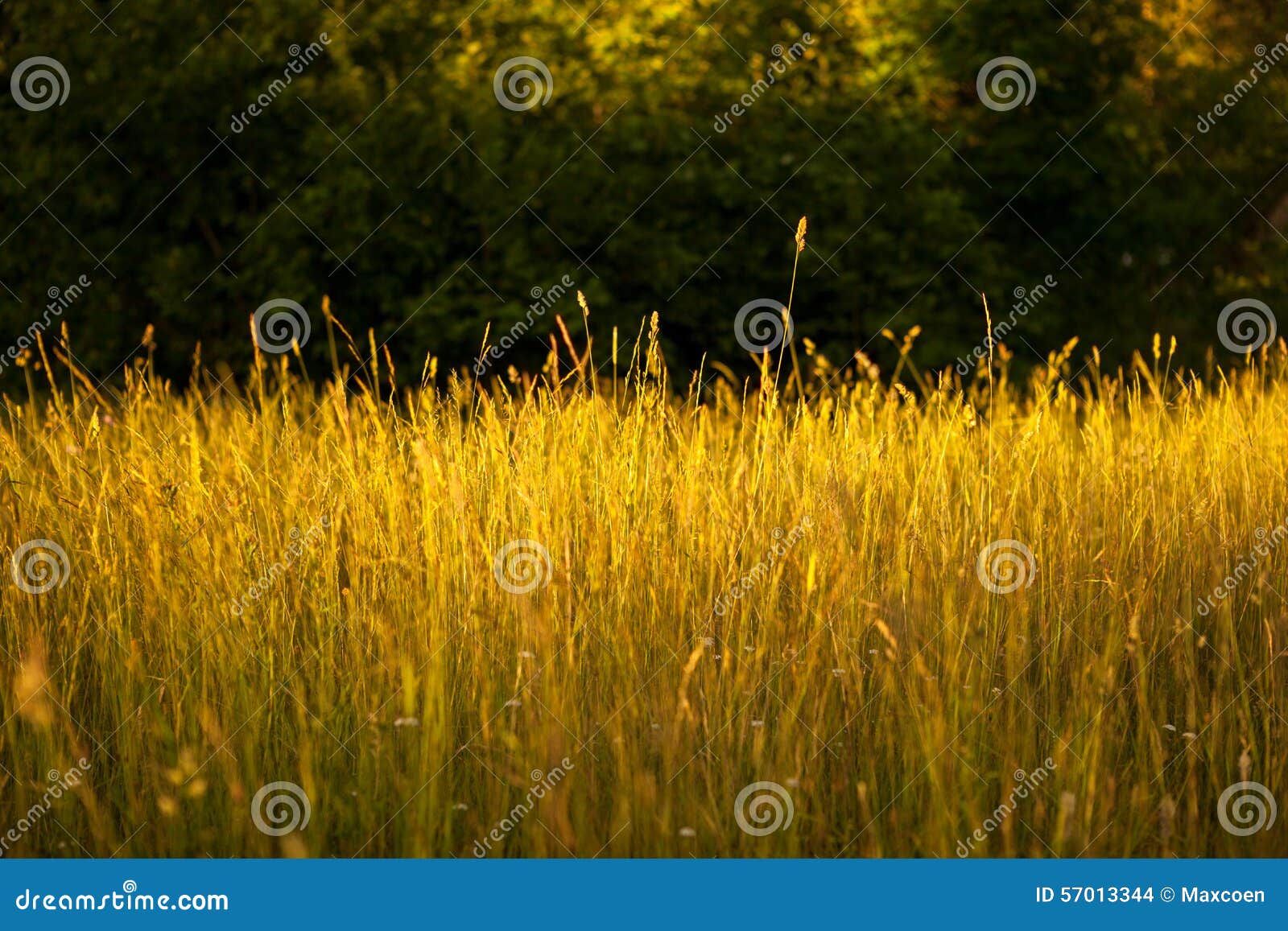 Field of grasses stock photo. Image of outdoor, golden - 57013344