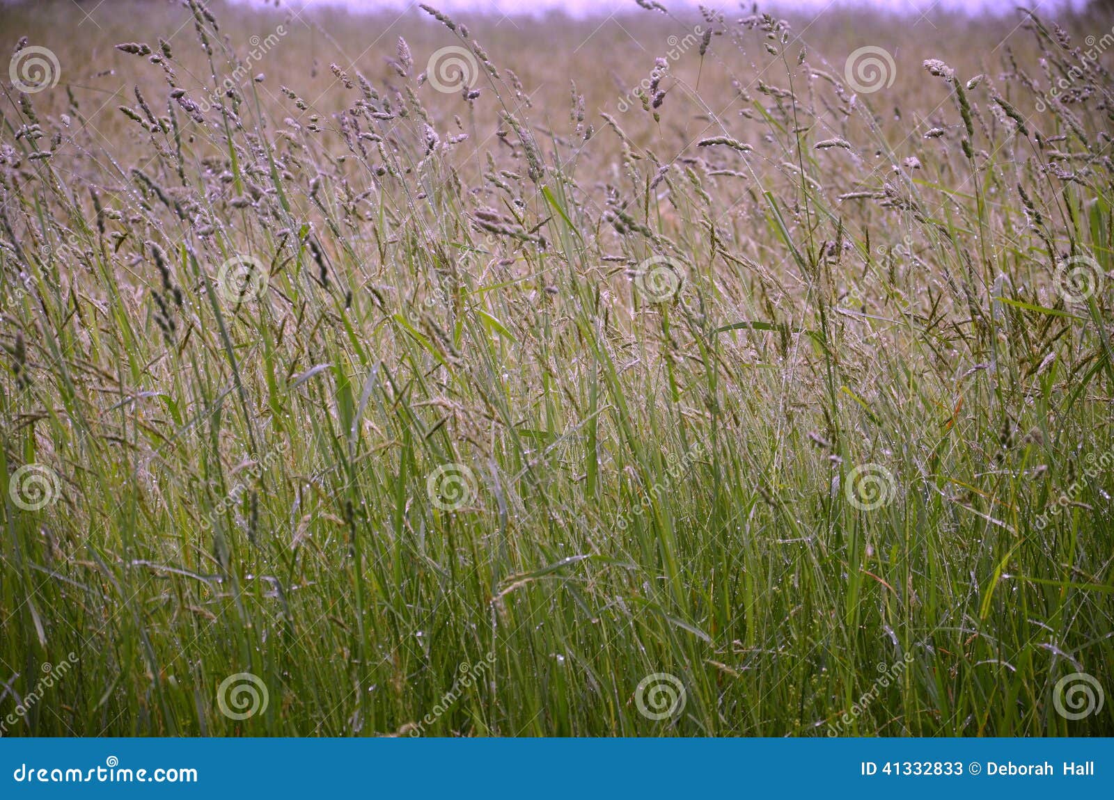The field of grasses stock image. Image of light, garden - 41332833