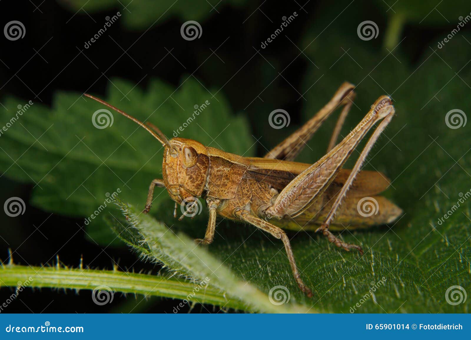 Field Grasshopper (Chorthippus Albomarginatus) Stock Photo - Image of ...