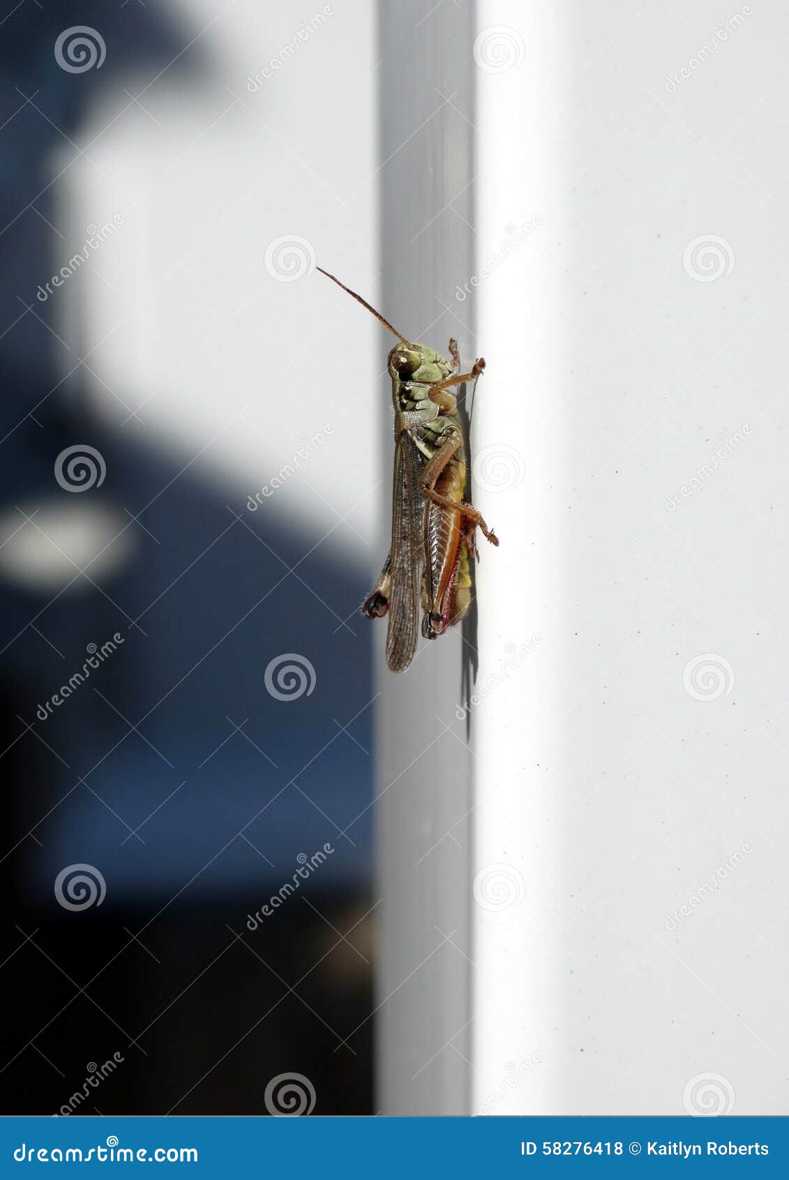 Field Grasshopper Railing Stock Photos - Free & Royalty-Free Stock ...