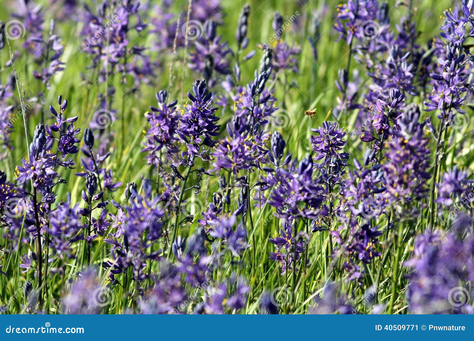 Field of Great Camas Flowers Stock Image - Image of flowers, wildflower ...