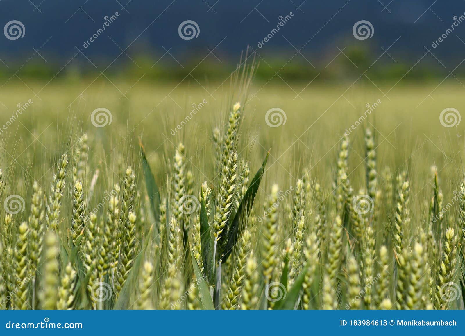 Field with Green Barley Cereal Grain Plants Stock Image - Image of ...