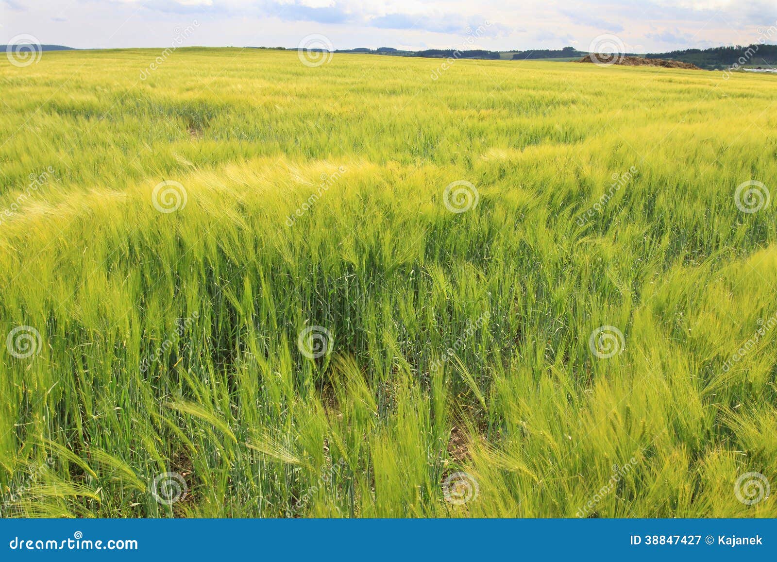 Field of the green Barley stock image. Image of spring - 38847427