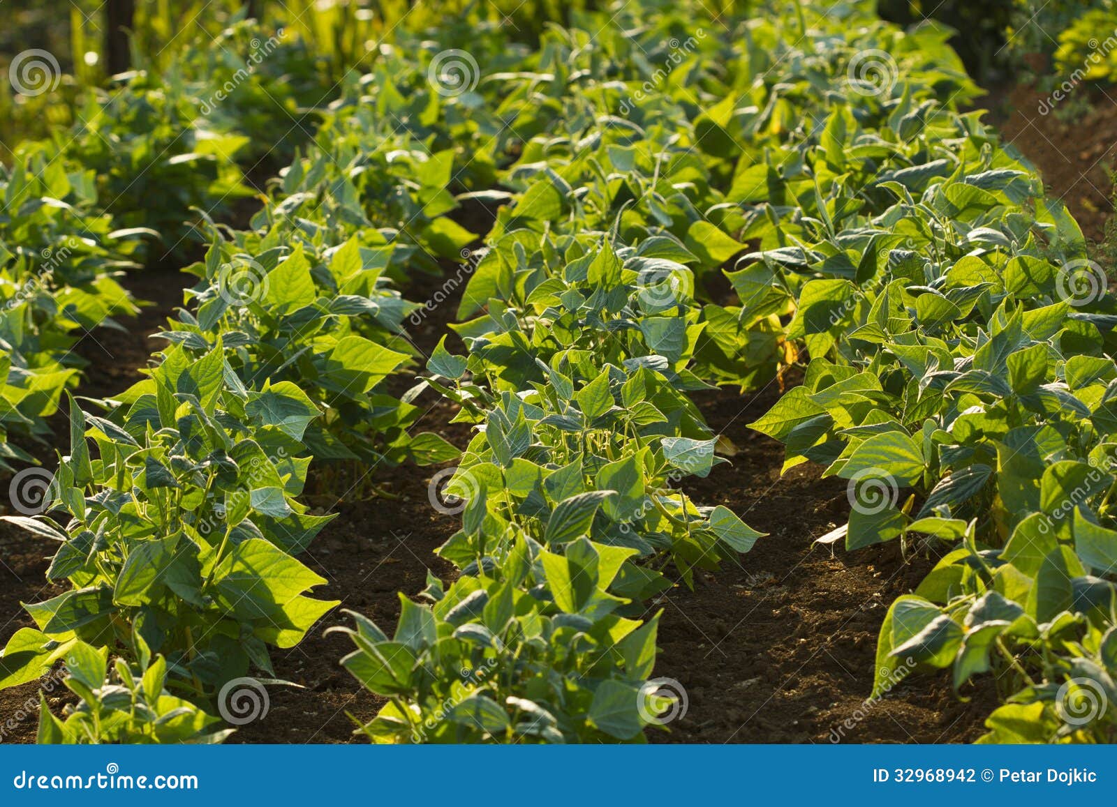 Field of green beans stock photo. Image of seasonal, countryside - 32968942