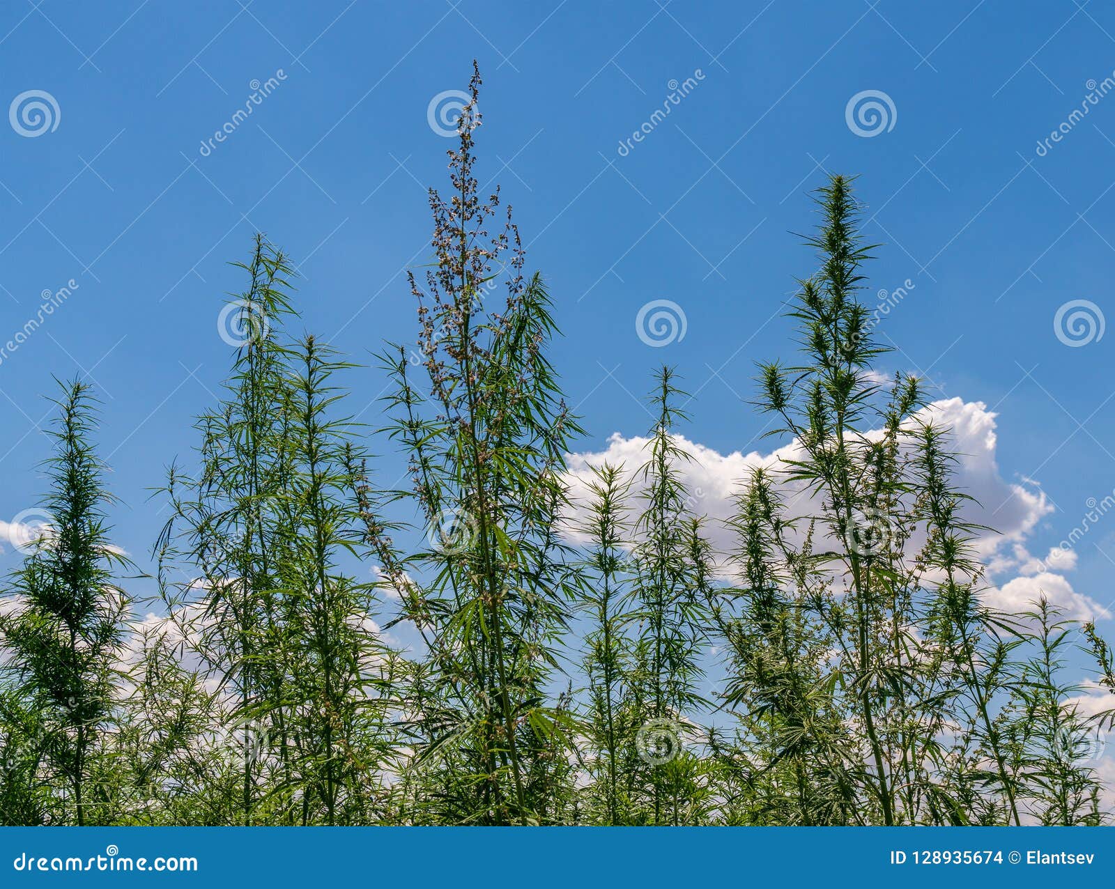 Field of Green Cannabis, Marijuana Plants Stock Photo - Image of dope ...