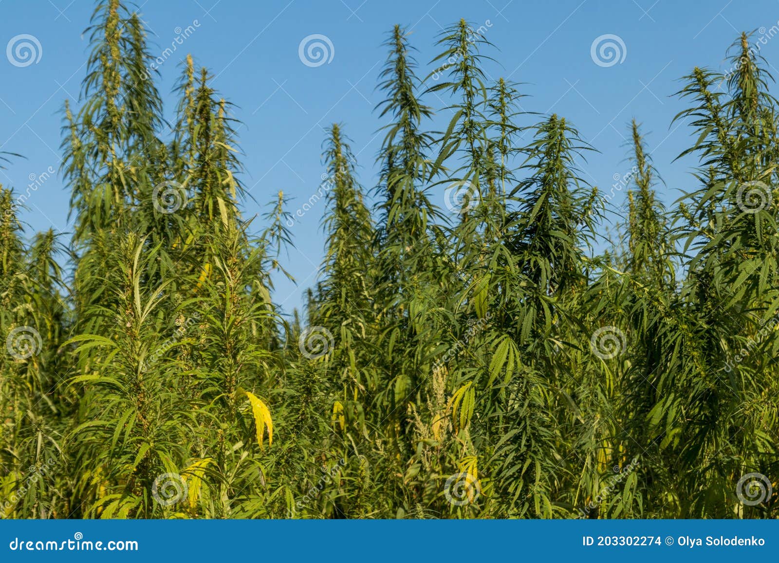 Field of Green Cannabis Marijuana Plants Stock Photo - Image of health ...