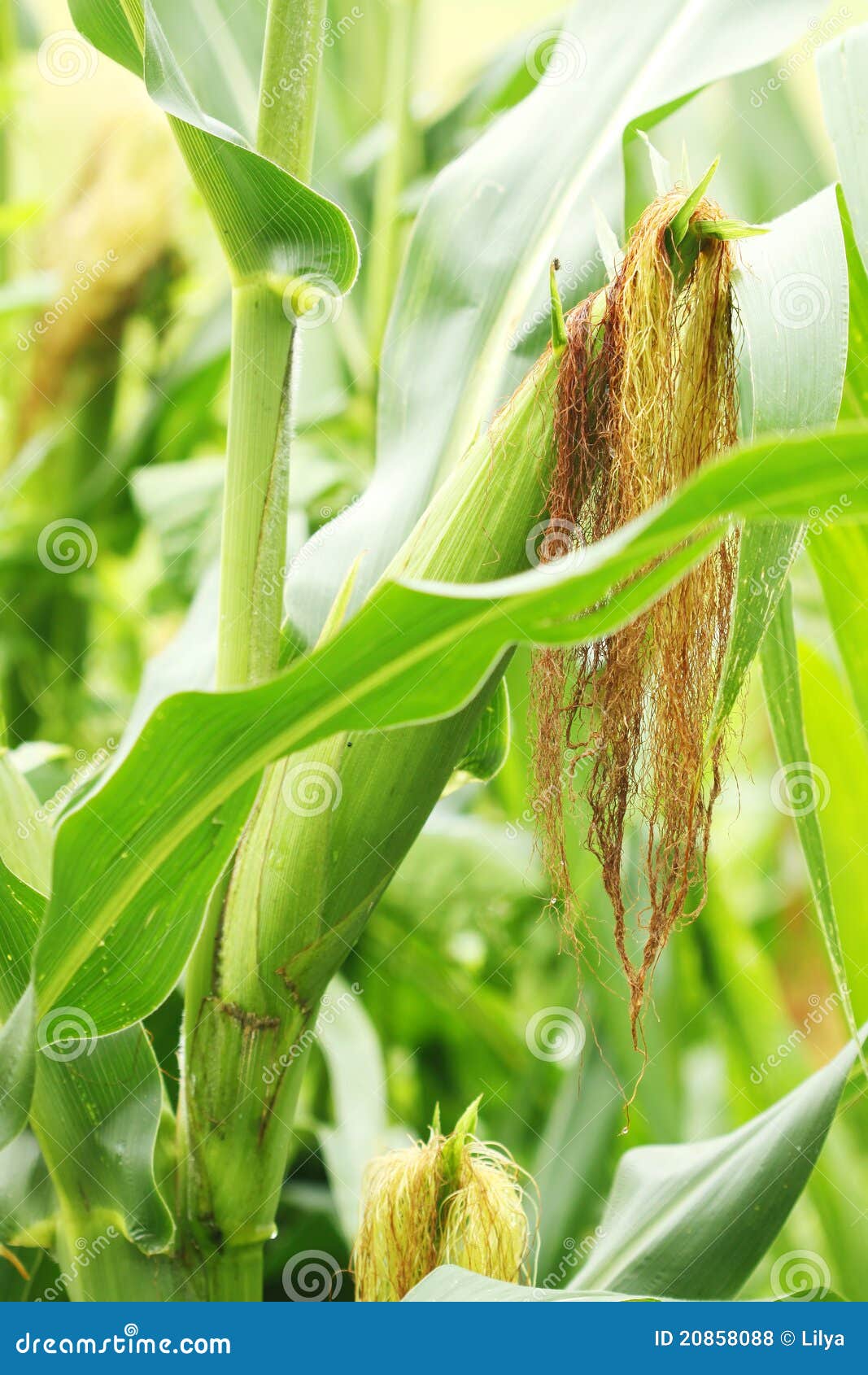 Field of green corn stock photo. Image of nature, food - 20858088