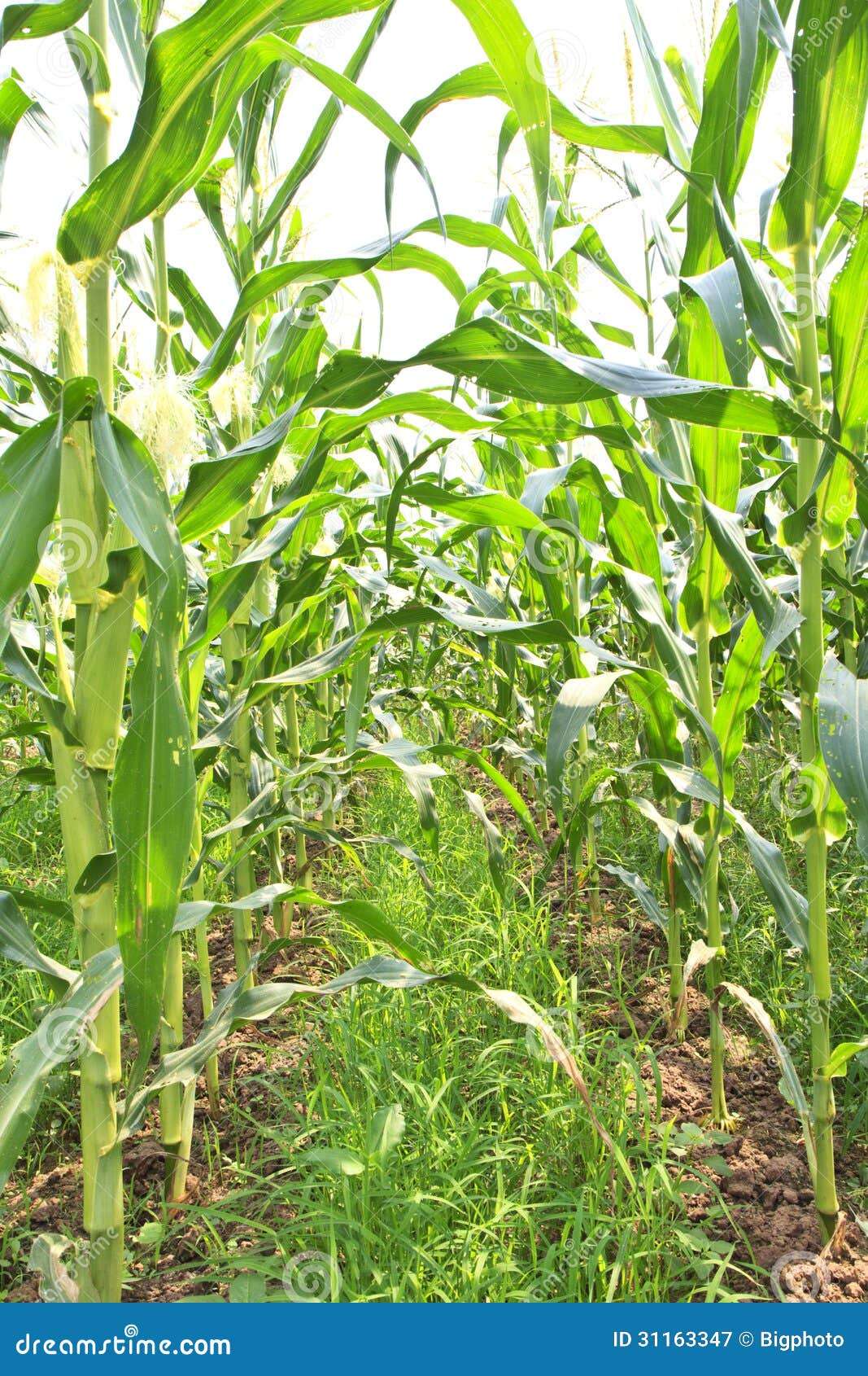 Field of green corn stock image. Image of clear, color - 31163347