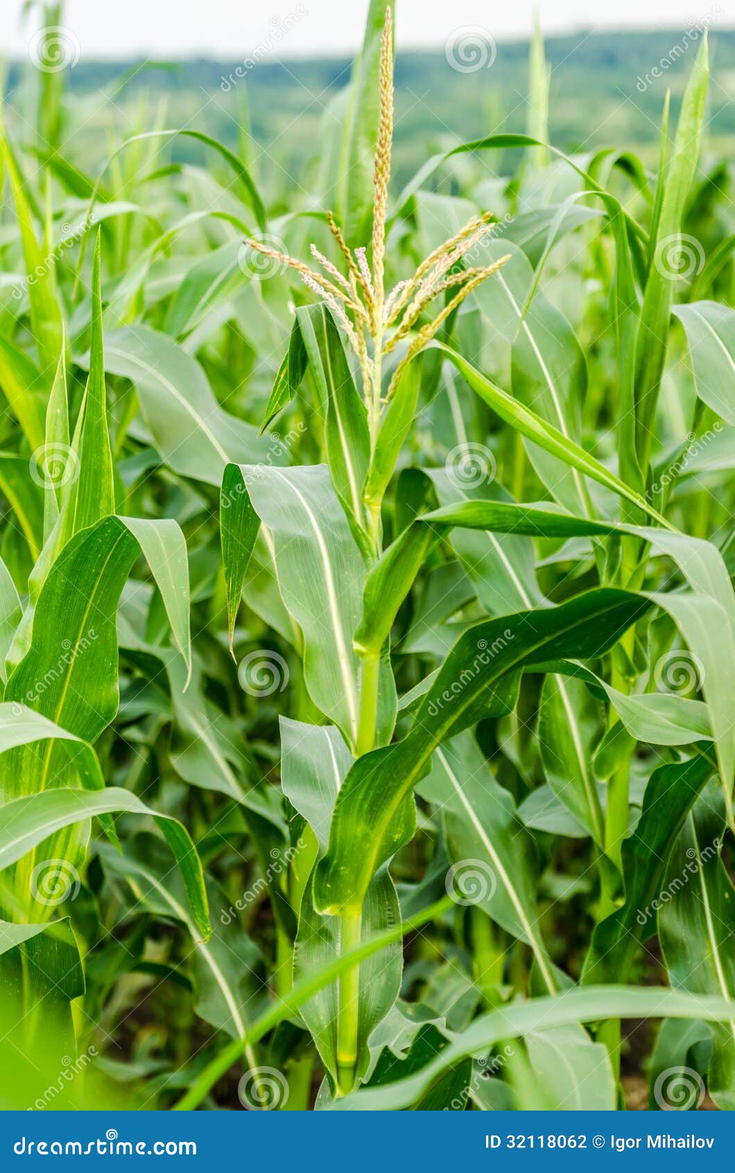 Field of green corn plant stock photo. Image of harvesting - 32118062