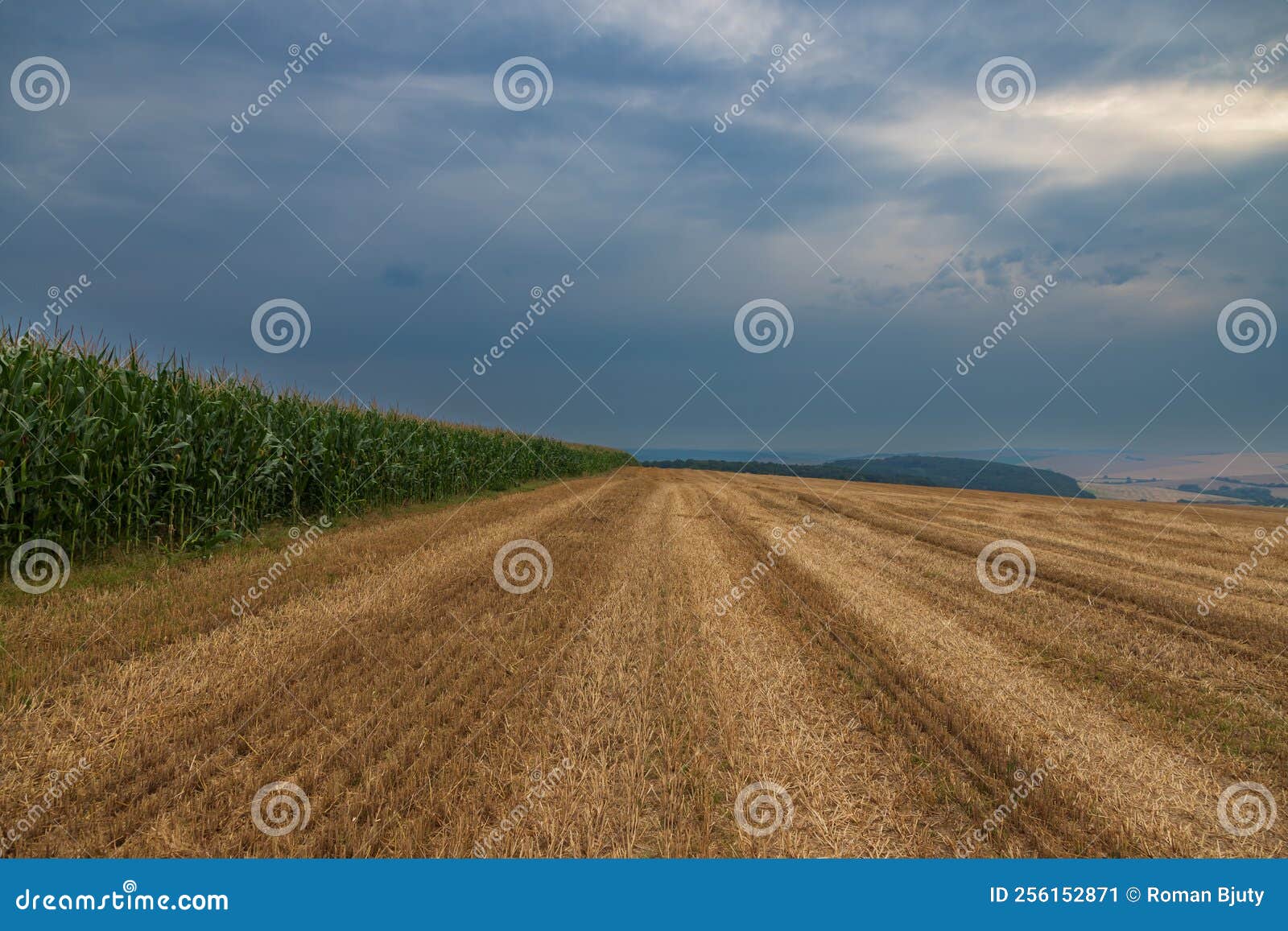 Field with Green Corn. There are Dramatic Clouds in the Sky Stock Image ...