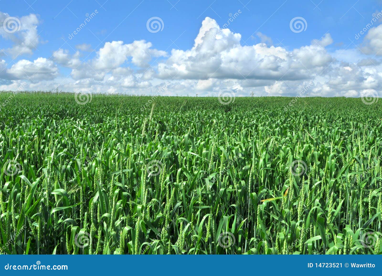 Field of green crop stock image. Image of stem, plants - 14723521