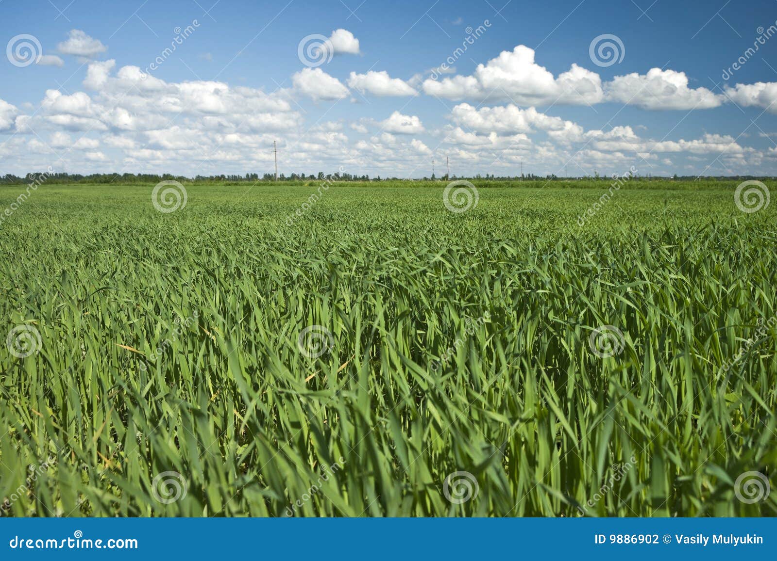 Field of green crop stock photo. Image of weather, spring - 9886902