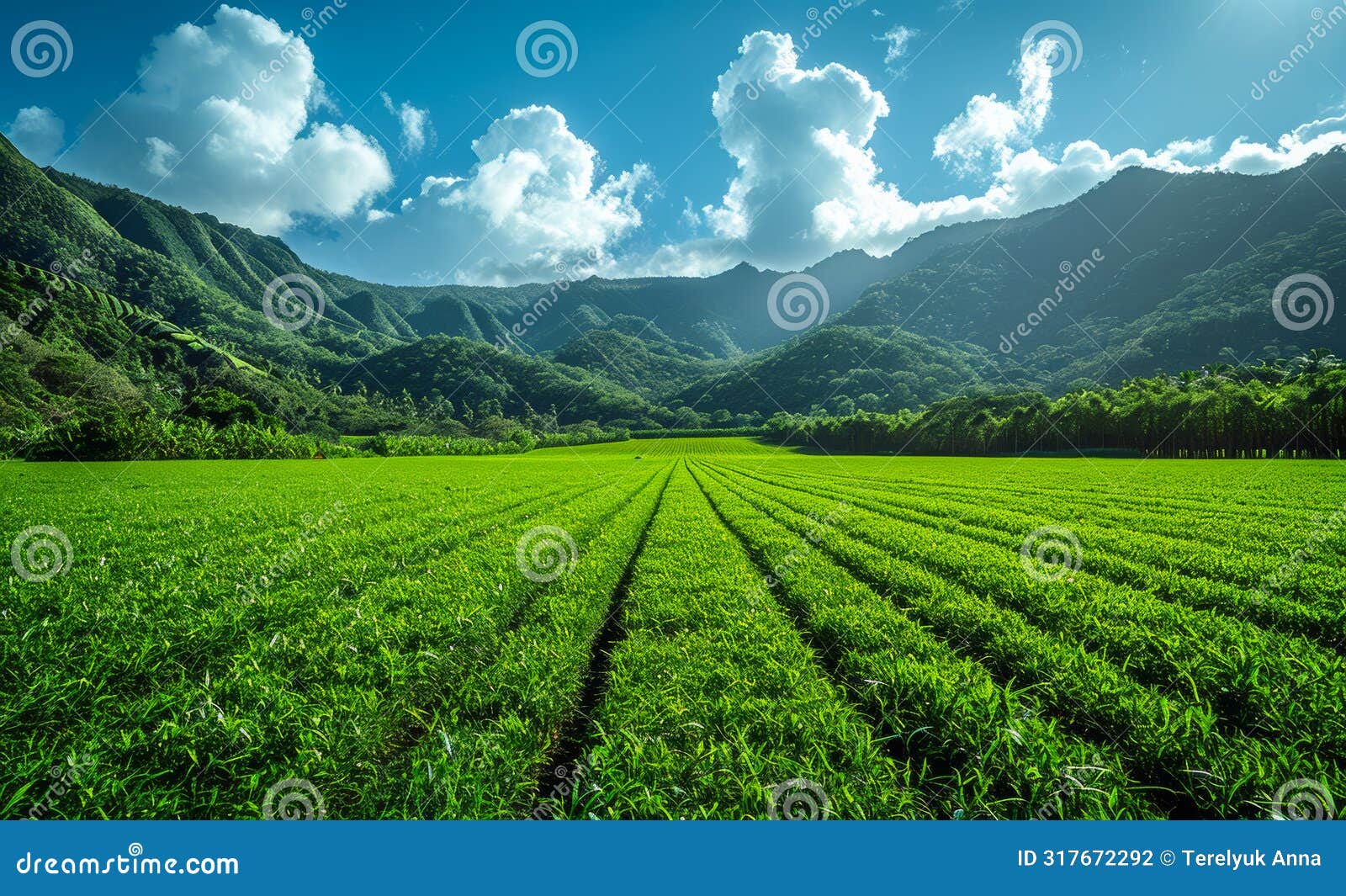Field of Green Crops. Beautiful Field in the Countryside Stock Photo ...