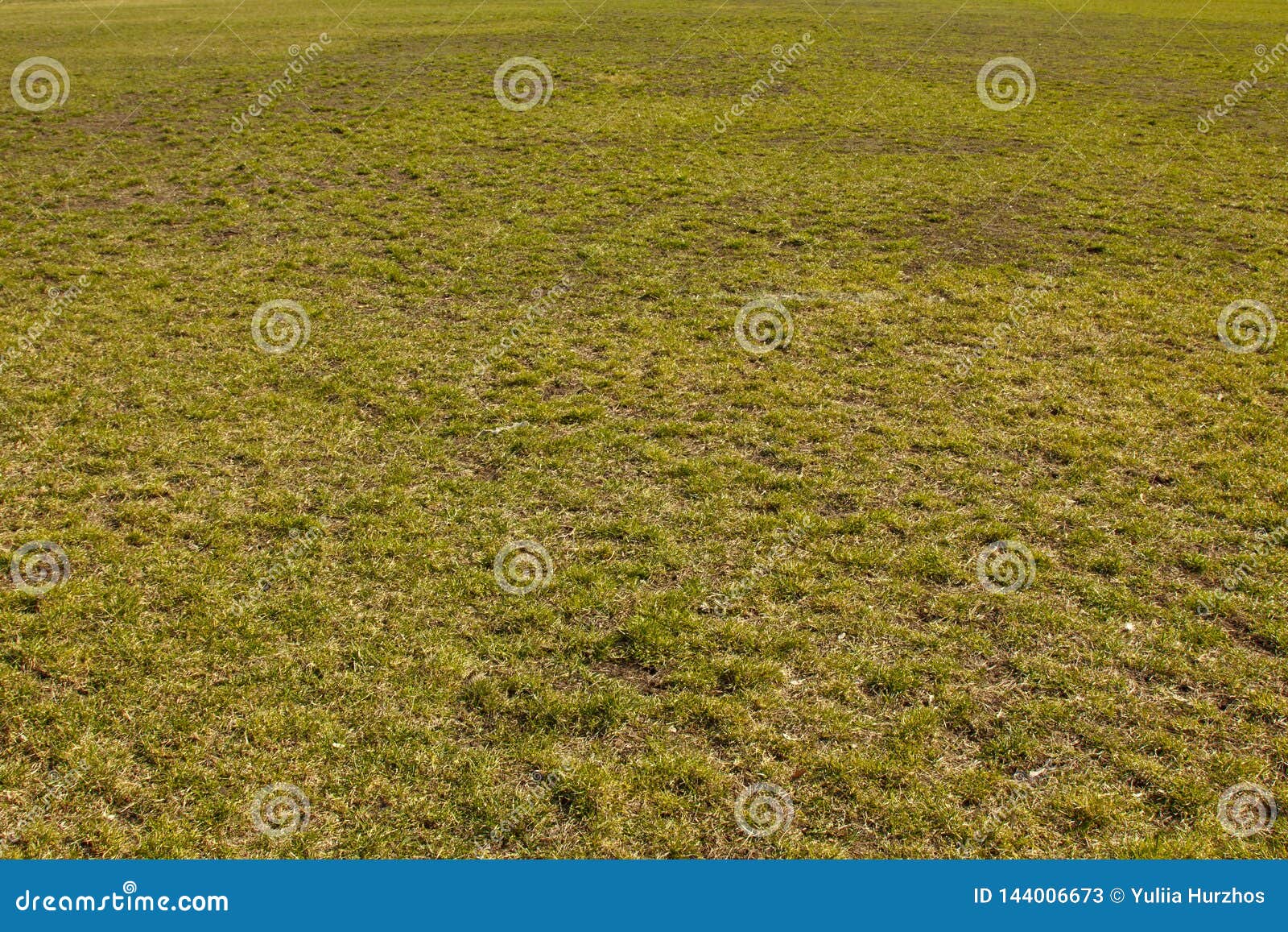 Field Of Green Fine Grass On The Ground. Short Lawn. Background Texture ...