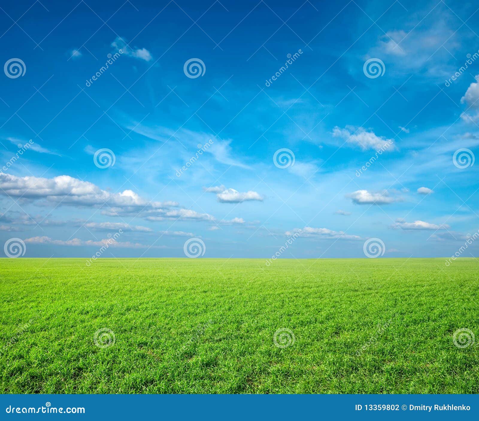 Field of green fresh grass stock photo. Image of grass - 13359802