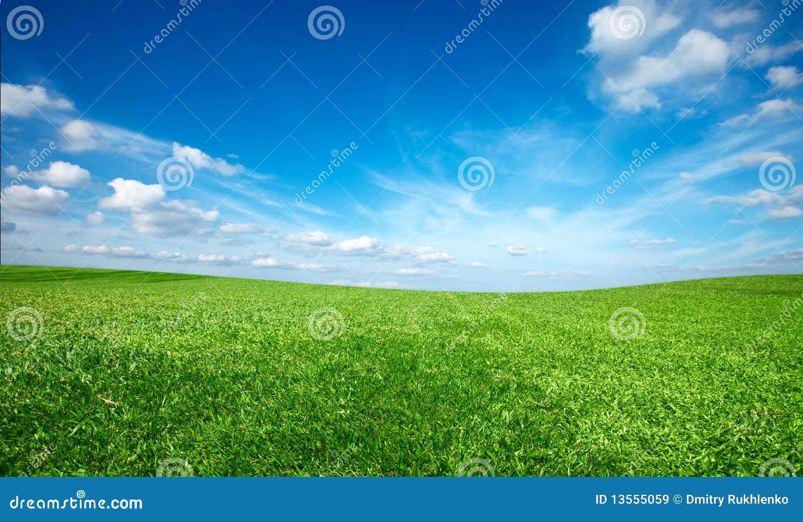 Field of green fresh grass stock image. Image of fresh - 13555059